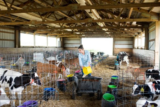 Agricultural Photography at Daley Farms - Dean Riggott Photography