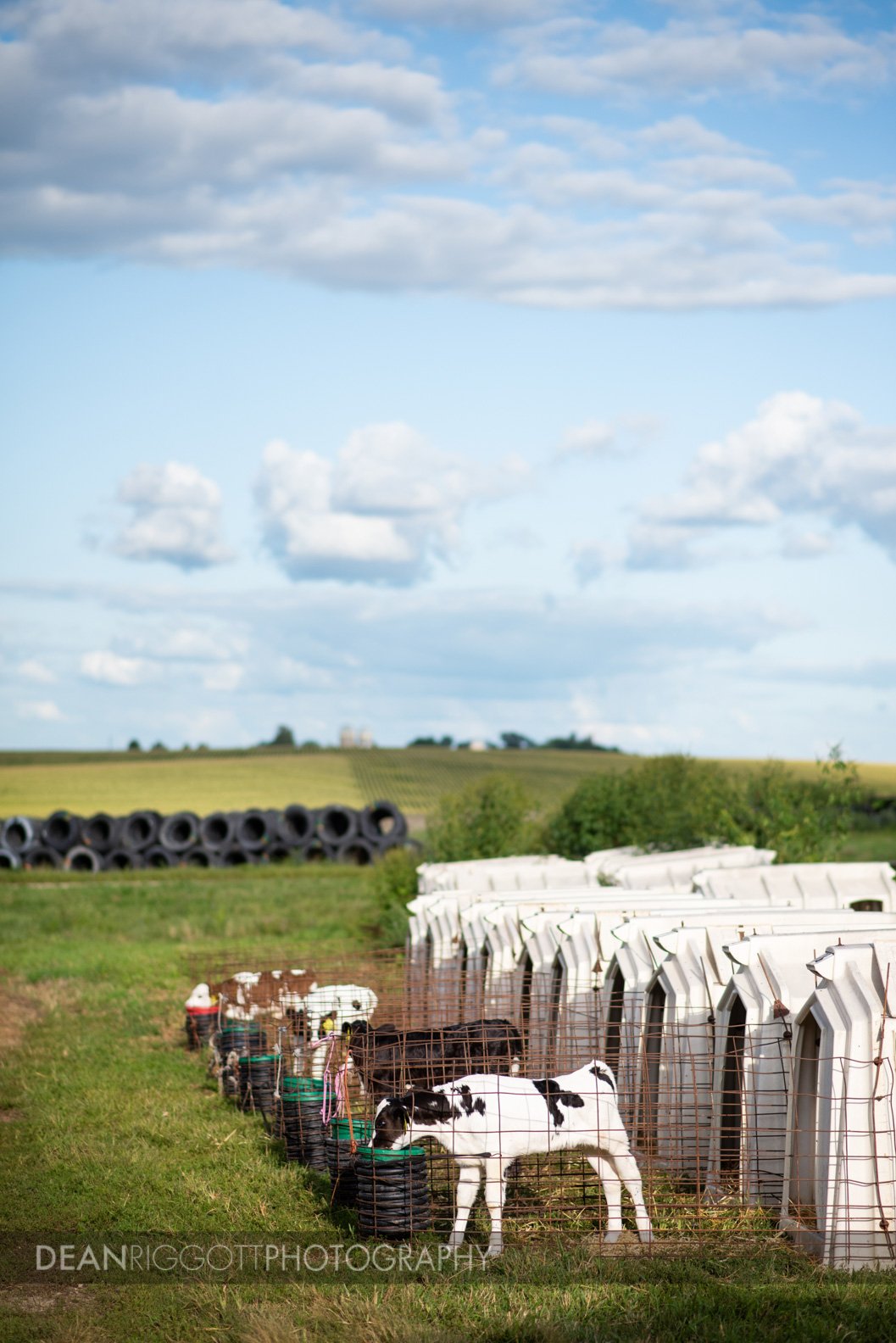 Agricultural Photography at Daley Farms - Dean Riggott Photography