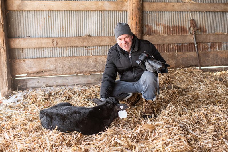Newborn Calves at St Charles, Minnesota, Farm! - Dean Riggott Photography